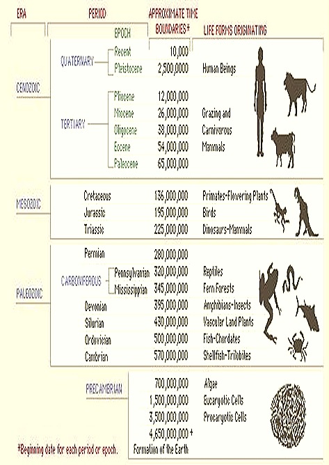 Palaeontological Evidences | BIOZOOM